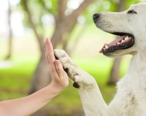 ¿Sabes qué son las 5 libertades del bienestar animal? - Hago mi Tarea